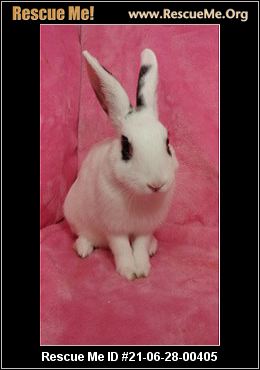 - California Rabbit Rescue - ADOPTIONS - Rescue Me!