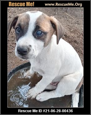 - California Dog Rescue - ADOPTIONS - Rescue Me!