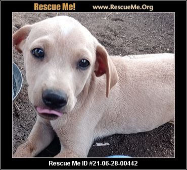 - California Dog Rescue - ADOPTIONS - Rescue Me!