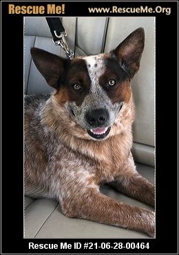 - California Dog Rescue - ADOPTIONS - Rescue Me!