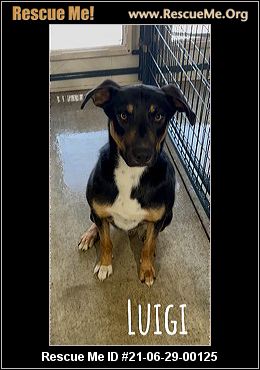 - Texas Rottweiler Rescue - ADOPTIONS - Rescue Me!