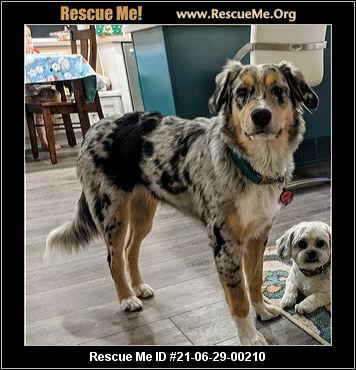 - Utah Dog Rescue - ADOPTIONS - Rescue Me!