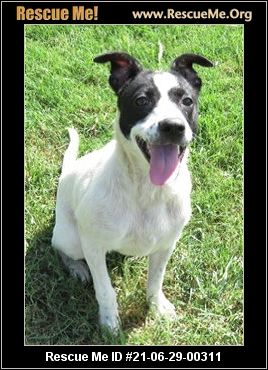- Texas Jack Russell Rescue - ADOPTIONS - Rescue Me!