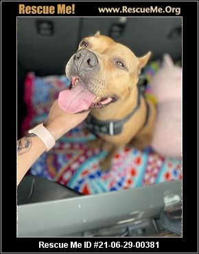 - Texas Pit Bull Rescue - ADOPTIONS - Rescue Me!