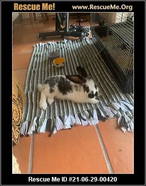 - Florida Rabbit Rescue - ADOPTIONS - Rescue Me!
