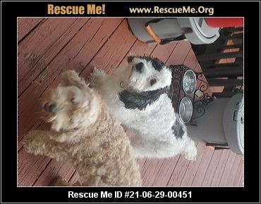 - Indiana Cockapoo Rescue - ADOPTIONS - Rescue Me!