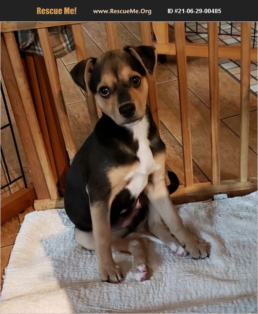 ADOPT 21062900485 ~ Rat Terrier Rescue ~ San Antonio, TX