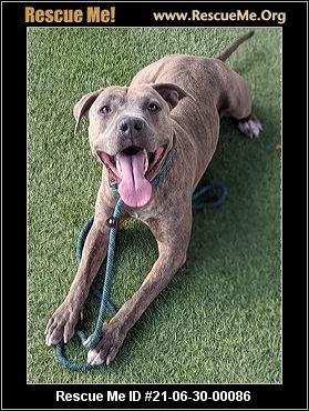 - Arizona Pit Bull Rescue - ADOPTIONS - Rescue Me!