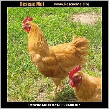 - Pennsylvania Pet Bird Rescue - ADOPTIONS - Rescue Me!