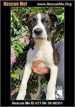 - Texas Boxer Rescue - ADOPTIONS - Rescue Me!