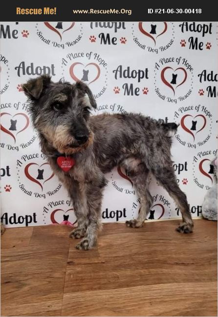 ADOPT 21063000418 ~ Schnauzer Rescue ~ Pensacola, FL