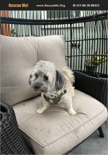 ADOPT 21063000423 ~ Lhasa Apso Rescue ~ Florida