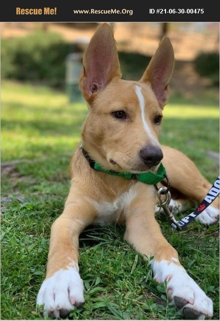 ADOPT 21063000475 ~ Basenji Rescue ~ Los Angeles, CA