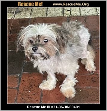 - Florida Yorkie Rescue - ADOPTIONS - Rescue Me!