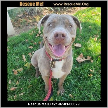 - California Dog Rescue - ADOPTIONS - Rescue Me!