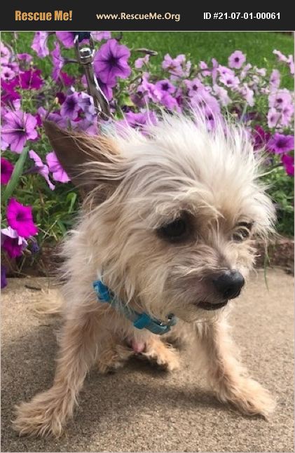 ADOPT 21070100061 ~ Yorkie Rescue ~ Dallas, TX