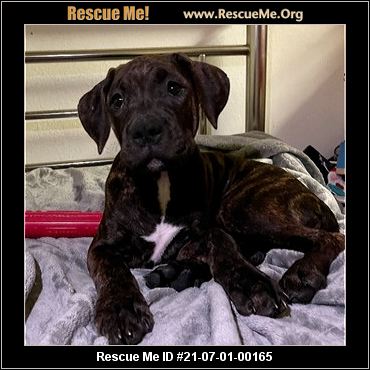 - California Dog Rescue - ADOPTIONS - Rescue Me!