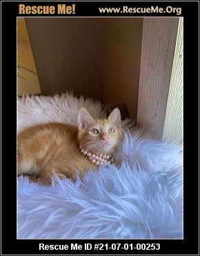 - Florida Cat Rescue - ADOPTIONS - Rescue Me!