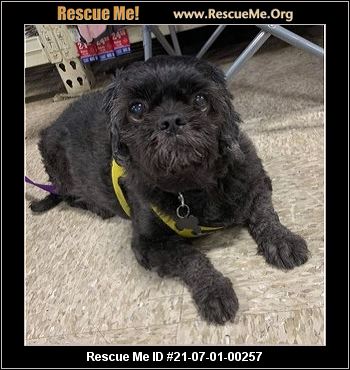 - Arizona Lhasa Apso Rescue - ADOPTIONS - Rescue Me!