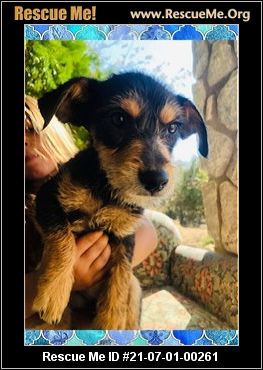 - California Dog Rescue - ADOPTIONS - Rescue Me!