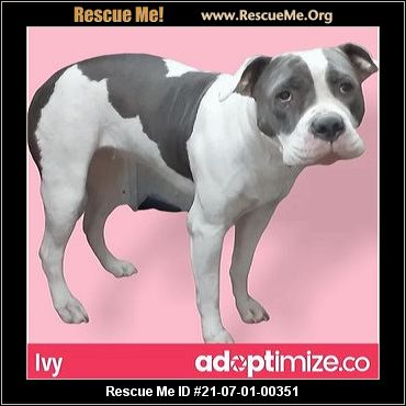 - California Dog Rescue - ADOPTIONS - Rescue Me!