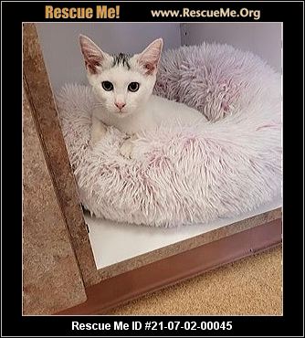 - New Jersey Cat Rescue - ADOPTIONS - Rescue Me!