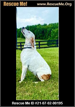 - Virginia Dog Rescue - ADOPTIONS - Rescue Me!