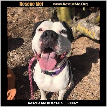 - Arizona Pit Bull Rescue - ADOPTIONS - Rescue Me!