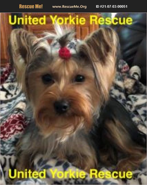 ADOPT 21070300051 ~ Yorkie Rescue ~ Miami Beach, FL