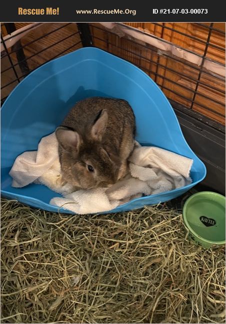 ADOPT 21070300073 ~ Rabbit Rescue ~ Fort Worth, TX