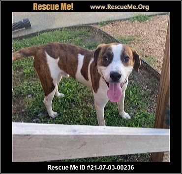 - Virginia Dog Rescue - ADOPTIONS - Rescue Me!