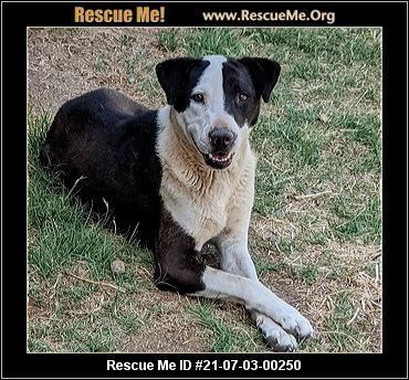 - New Mexico Dog Rescue - ADOPTIONS - Rescue Me!