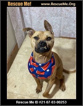 - Florida Black Mouth Cur Rescue - ADOPTIONS - Rescue Me!