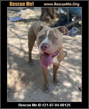 - Arizona Pit Bull Rescue - ADOPTIONS - Rescue Me!