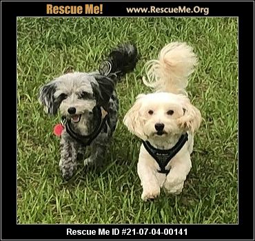 - Florida Maltese Rescue - ADOPTIONS - Rescue Me!
