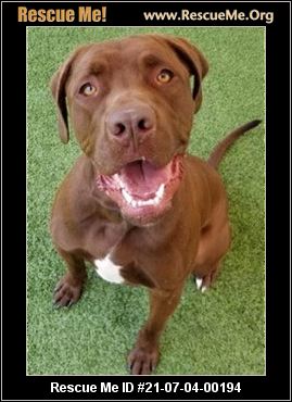 - California Dog Rescue - ADOPTIONS - Rescue Me!