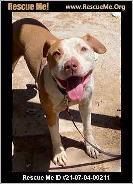 - California Pit Bull Rescue - ADOPTIONS - Rescue Me!