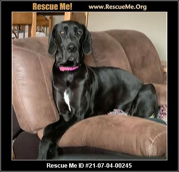 - Texas Great Dane Rescue - ADOPTIONS - Rescue Me!