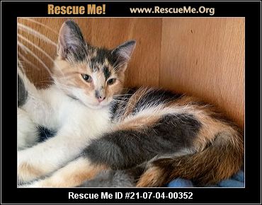 - Wisconsin Cat Rescue - ADOPTIONS - Rescue Me!