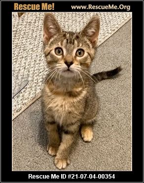 - Wisconsin Cat Rescue - ADOPTIONS - Rescue Me!