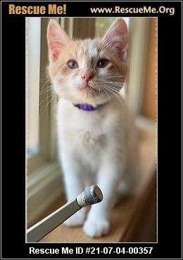 - Wisconsin Cat Rescue - ADOPTIONS - Rescue Me!