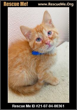 - Wisconsin Cat Rescue - ADOPTIONS - Rescue Me!