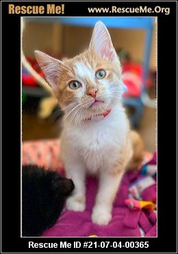 - Wisconsin Cat Rescue - ADOPTIONS - Rescue Me!