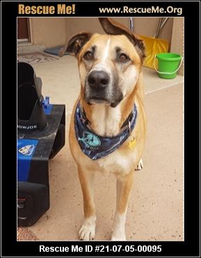 - New Mexico Dog Rescue - ADOPTIONS - Rescue Me!
