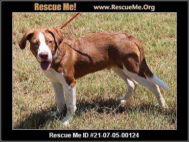 - Texas Mutt Rescue - ADOPTIONS - Rescue Me!