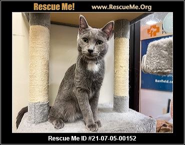 - Wisconsin Cat Rescue - ADOPTIONS - Rescue Me!