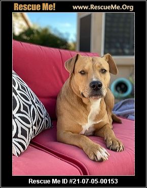 - Arizona Pit Bull Rescue - ADOPTIONS - Rescue Me!