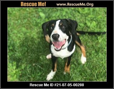 - New Jersey Dog Rescue - ADOPTIONS - Rescue Me!