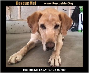 - Wisconsin Lab Rescue - ADOPTIONS - Rescue Me!