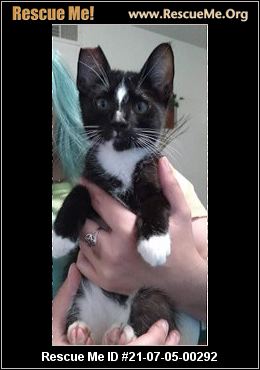 - Tennessee Cat Rescue - ADOPTIONS - Rescue Me!